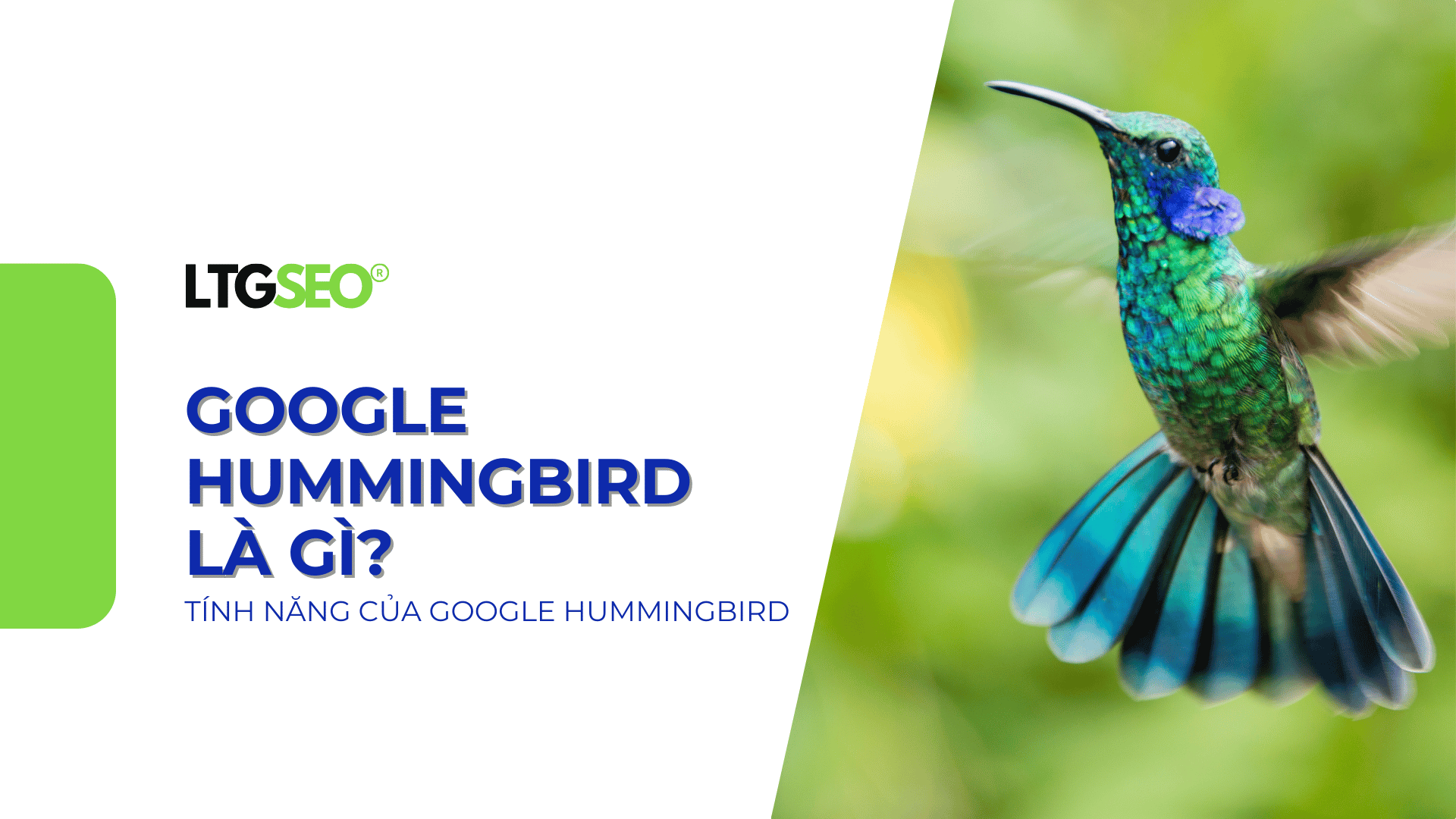 3+ Tính năng của thuật toán Google Hummingbird "chim ruồi"